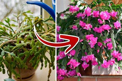 Faire refleurir le cactus de Noël c est simple Voici les étapes à suivre