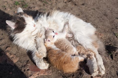 Cómo Saber Si Mi Gata Está Gestante Doctora Cats
