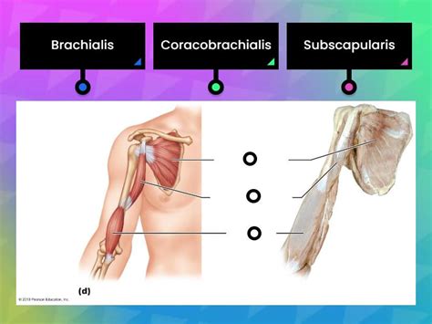 Muscles Crossing The Shoulder Joint Labelled Diagram