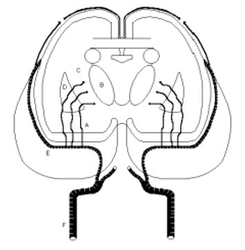 Neuroanatomie Art Re Centrale Profonde Diagram Quizlet