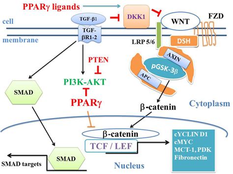 Wnt Catenin Tgf Pi K Akt Smad And Ppar Pathways On State