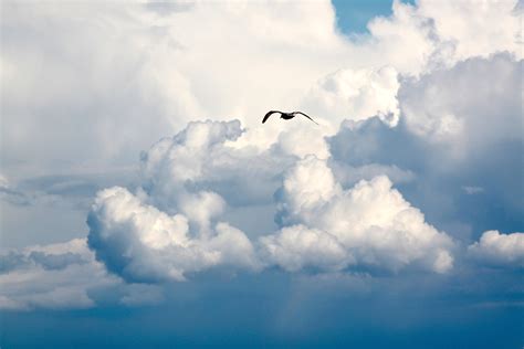Images Gratuites Mer Horizon Oiseau Aile Nuage Nuageux Vague