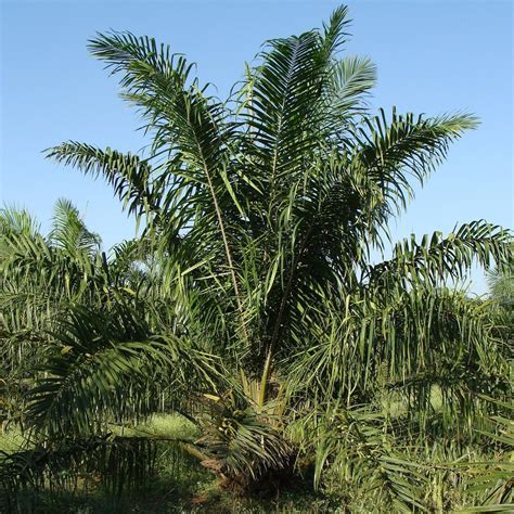 Ce Pays Africain Dans Le Top Des Producteurs Dhuile De Palme Du