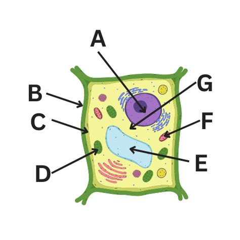 Plant Cell Quiz Flashcards Quizlet