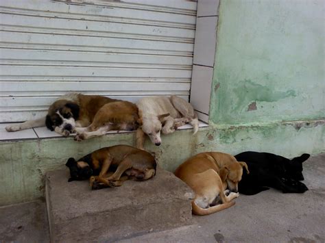 Câmera é colocada em cão de rua e vídeo mostra a vida de animais