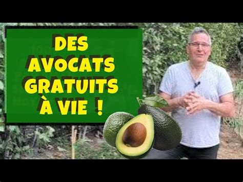 Comment planter un avocatier et récolter des avocats rapidement
