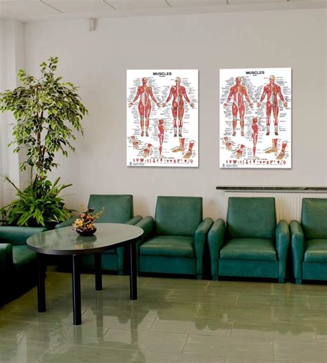 Buy 2 Poster Set Muscles Female Male Poster 2 Views Set 24x36inch