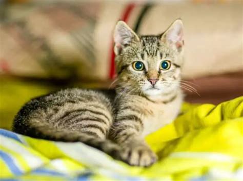 Por qué el gato se mea en la cama Vida con Mascotas