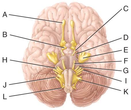 Anatomy Cranial Nerves Flashcards Quizlet