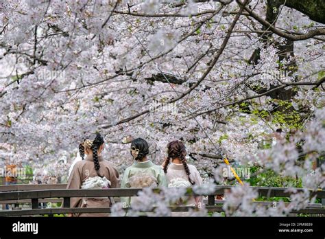 Kyoto Japon 31 Mars 2023 Les Femmes Dans Les Kimonos Prennent Des