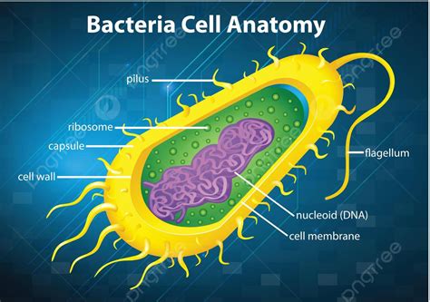 Bacteria Estructura