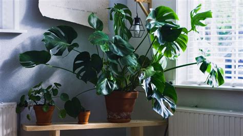Mejora la calidad del sueño con ayuda de estas cinco plantas que puedes
