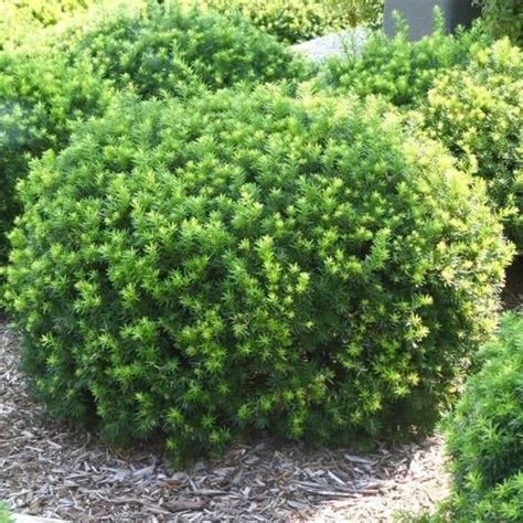 Dense Spreading Yew Shrub For Sale Plantingtree Yew Shrub Plants