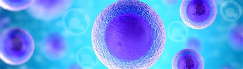 Le Cellule Staminali Perch Sono Una Riserva Di Salute Inestimabile