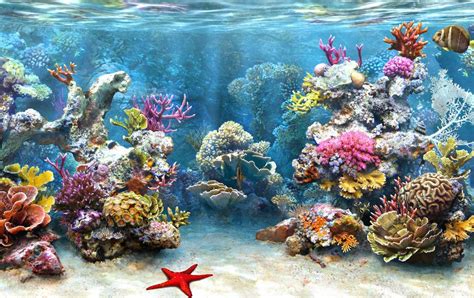 Coral Reef Computer Wallpapers Wallpaper Cave