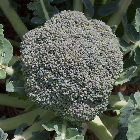 Broccoli Fiesta F Garden Plant
