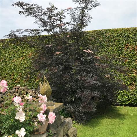 Sambucus Nigra Black Lace