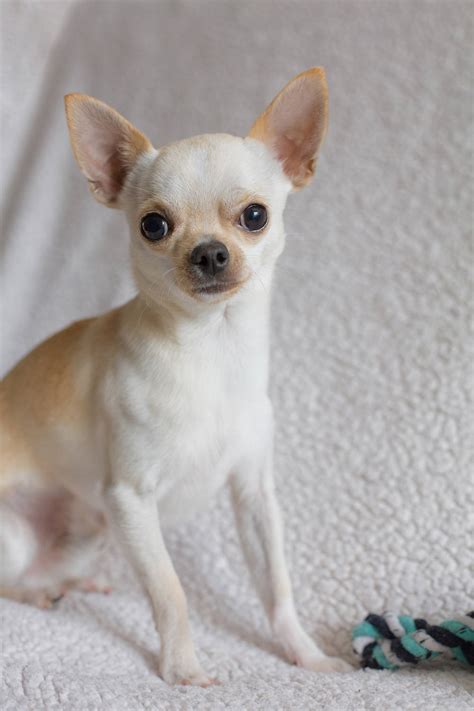 Cuanto Mide El Chihuahua Terrier