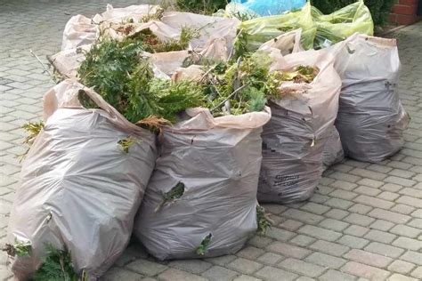 Odbiór odpadów zielonych Sozosfera ochrona środowiska