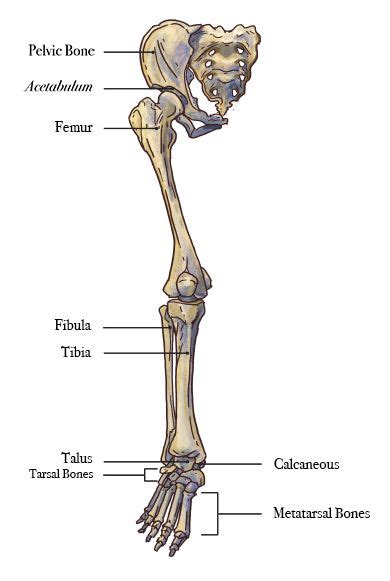 Lower Limb Bones Muscles Joints Nerves How To Relief 525 Lower