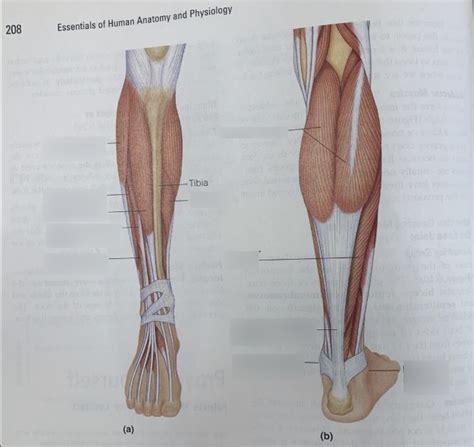 Lower Leg Muscles Diagram Quizlet