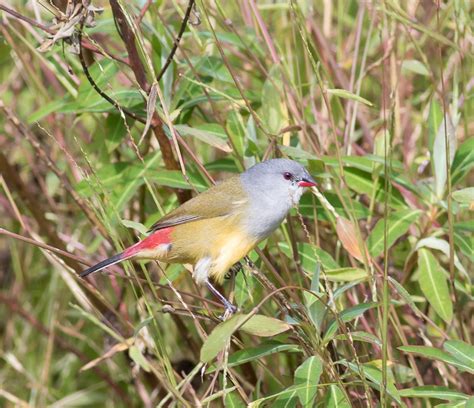 Birding Safaris In Rwanda Safaris Rwanda Safari Birding In Rwanda