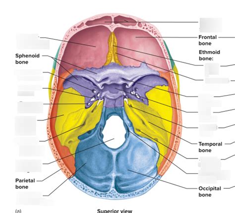 Floor Of Cranial Cavity Diagram Quizlet