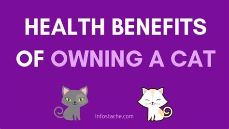 4 Health Benefits Of Owning A Cat Infographic Infostache