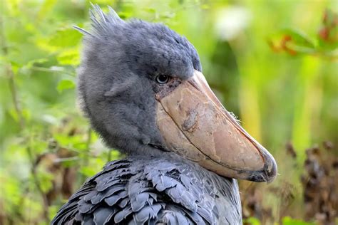 ANIMALES RAROS Lista Con Los 30 Más Extraños Del Mundo