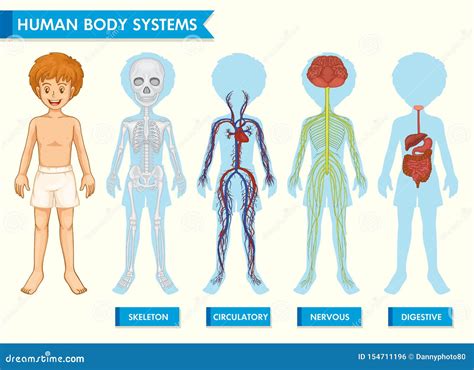 Illustration Médicale Scientifique Des Systèmes De Corps Humain