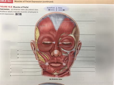 MUSCLES OF HEAD AND NECK Diagram Quizlet