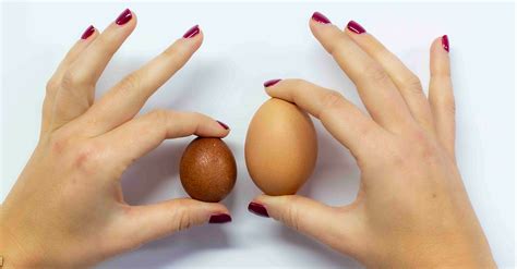 Vorhang Maschine Mögen cuantos huevos pone una gallina criolla tief