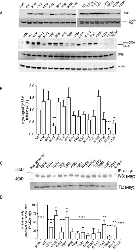 Kinase activity of ectopically expressed CK2α mutants CK2α Wt and