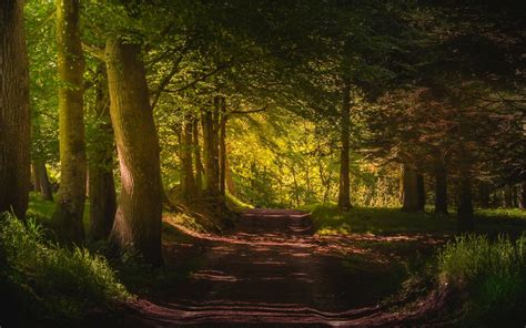 Fond d écran lumière du soleil des arbres paysage forêt la nature
