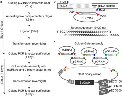Two Step Cloning System For Multiplex Guide RNA Expression In Plants A