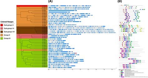 Phylogenetic Gene Structure And Conserved Motif Analysis Of All