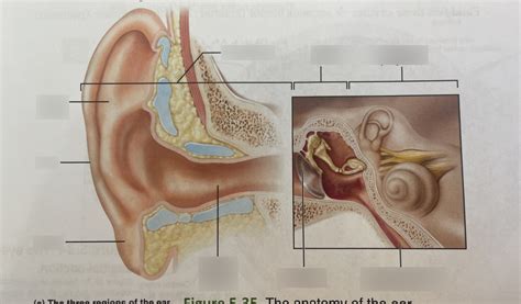 Unit 5 Special Sense Hearing Diagram Quizlet