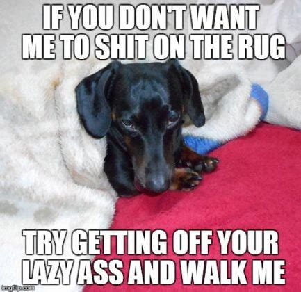 24 Dachshund Memes That Will Totally Make Your Day SayingImages