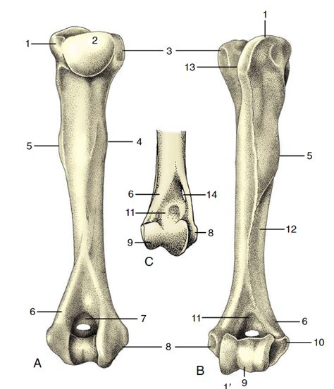 Canine Humerus Diagram Quizlet