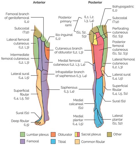 Dermatomes And Sensory Nerve Supply Human Kinetics