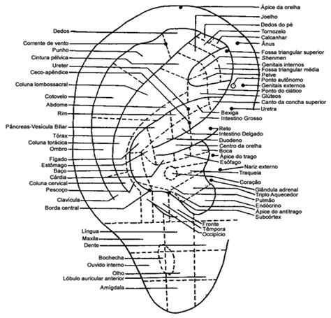 Acupuntura Auricular Pontos De Acupuntura Na Orelha
