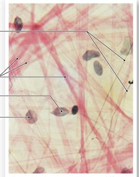 Lab Connective Tissue Flashcards Quizlet