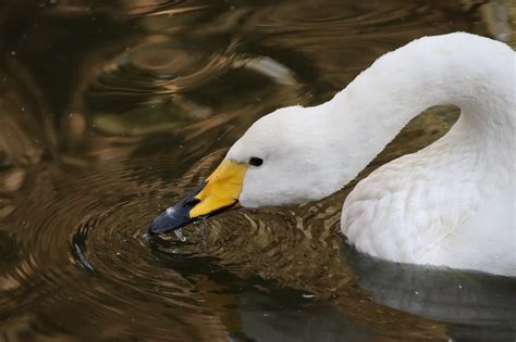 Schwan Vogel Tier Weißer Kostenloses Foto auf Pixabay Pixabay