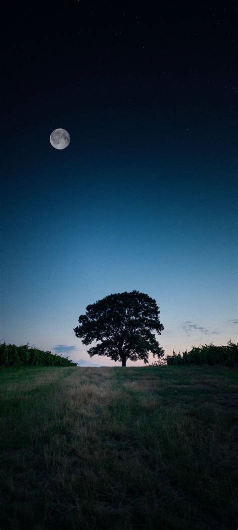 Moon And Tree Wallpapers Wallpaper Cave