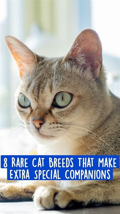 8 Rare Cat Breeds That Make Extra Special Companions In 2022 Cat