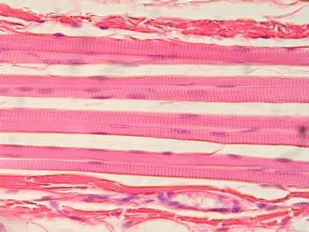 Skeletal Muscle