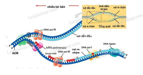 Gen Mã di truyền và quá trình nhân đôi ADN Sách giáo khoa Sinh học 12