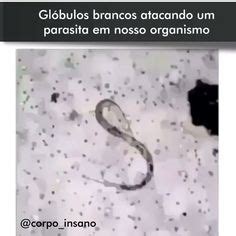 23 ideias de Relações Parasitas e hospedeiros parasitologia ensino