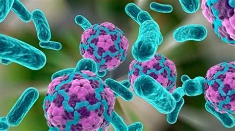 Todo Lo Que No Sab As Acerca De Las Bacterias La Neta Neta