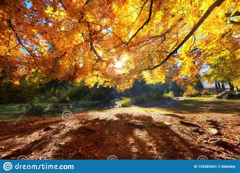 Raios De Sun Atrav S Das Rvores Do Outono Paisagem Natural Do Outono